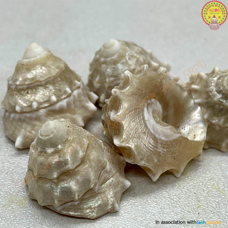 Shree Lakshmi Moti Shankh for Varalakshmi Festival & Lakshmi Pooja Pack ...